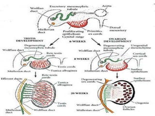 Development of male genital system (MBBS) | PPTX