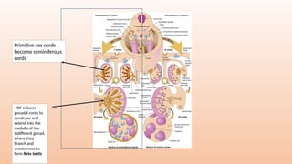 Development of male reproductive system.pptx