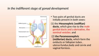 Development of male reproductive system.pptx