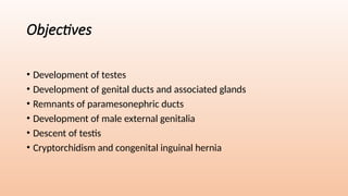 Development of male reproductive system.pptx