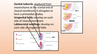 Development of male reproductive system.pptx