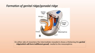 Development of male reproductive system.pptx