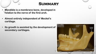 Development of mandible | PDF