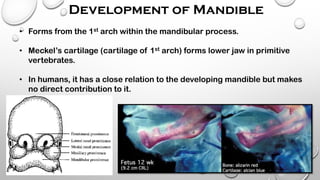 Development of mandible | PDF