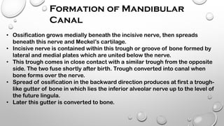 Development of mandible | PDF