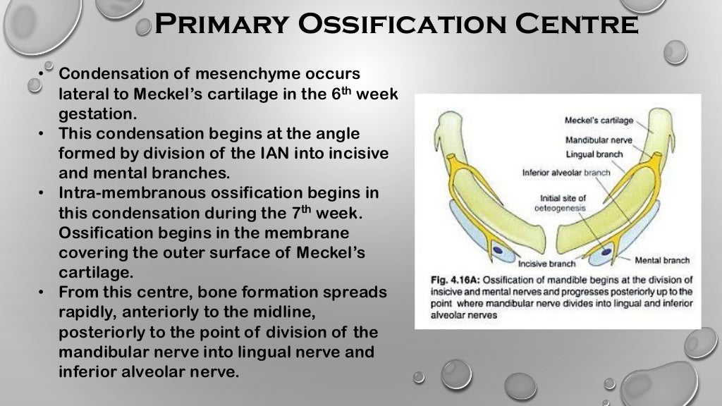 Development of mandible