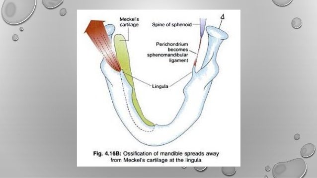 Development of mandible