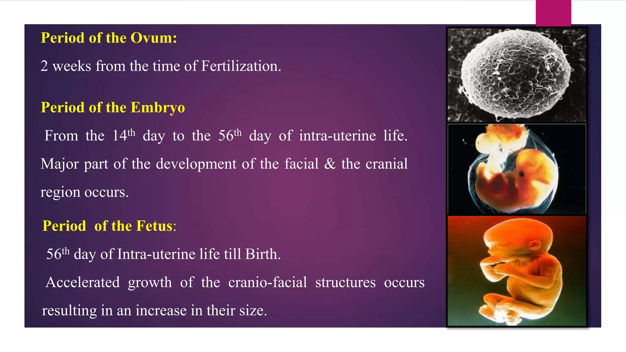 Development of mandible | PPTX