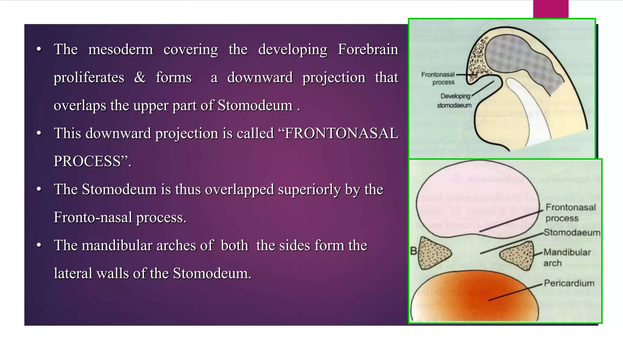 Development of mandible | PPTX
