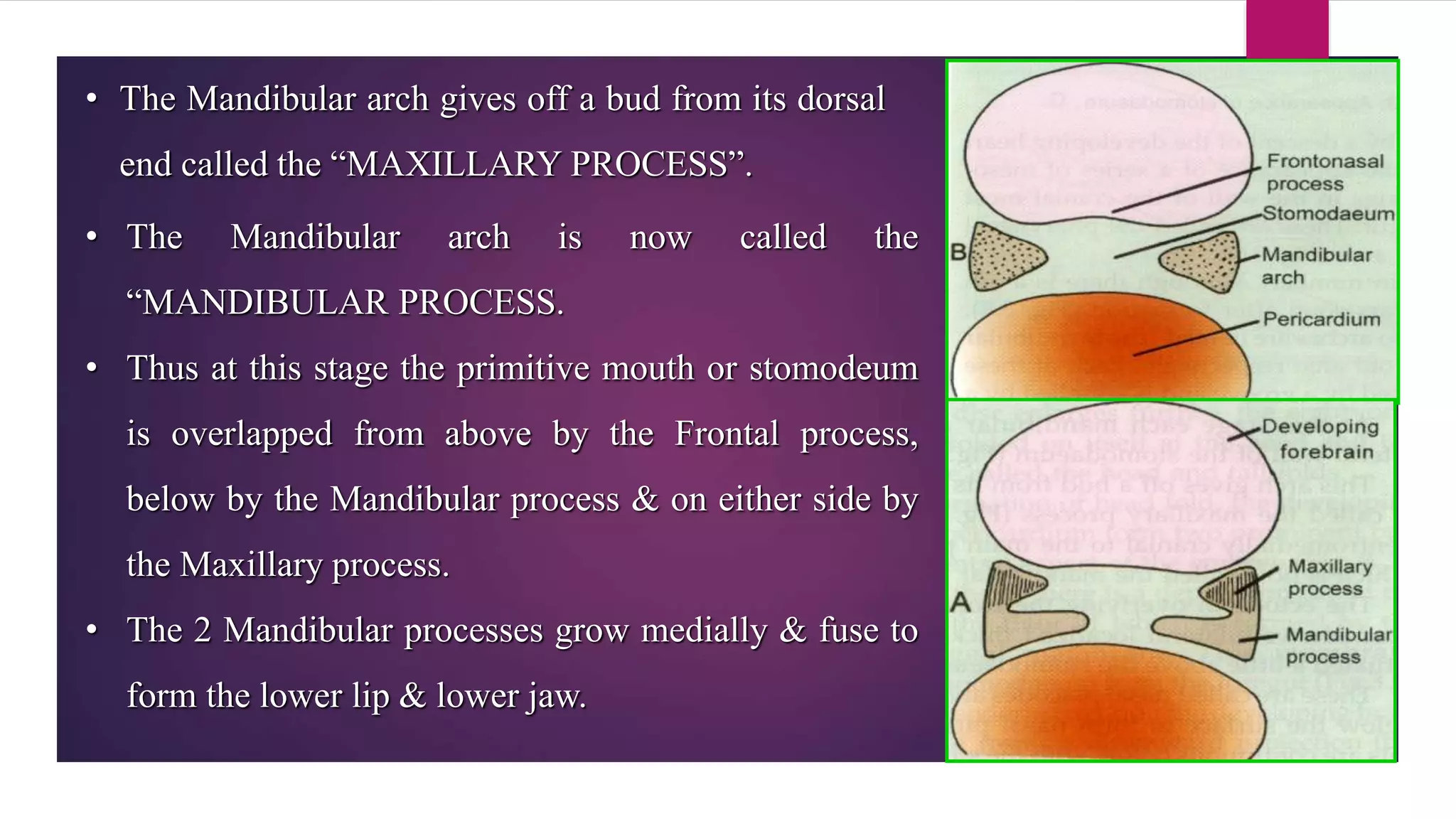 Development of mandible | PPTX