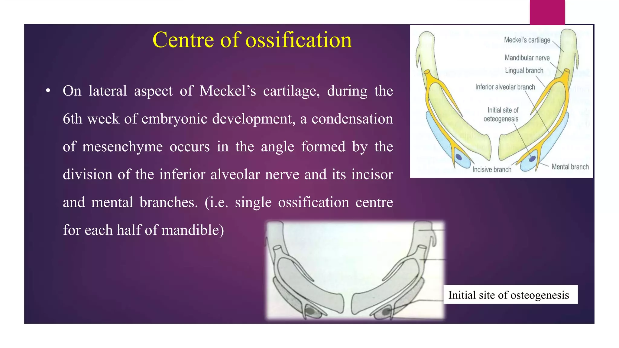 Development of mandible | PPTX