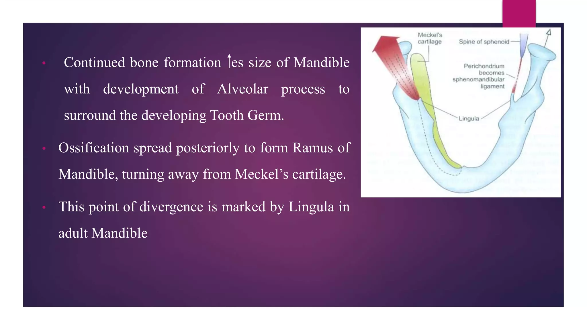 Development of mandible | PPTX