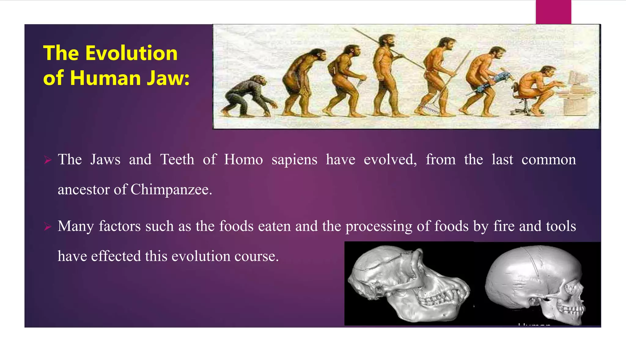 Development of mandible | PPTX