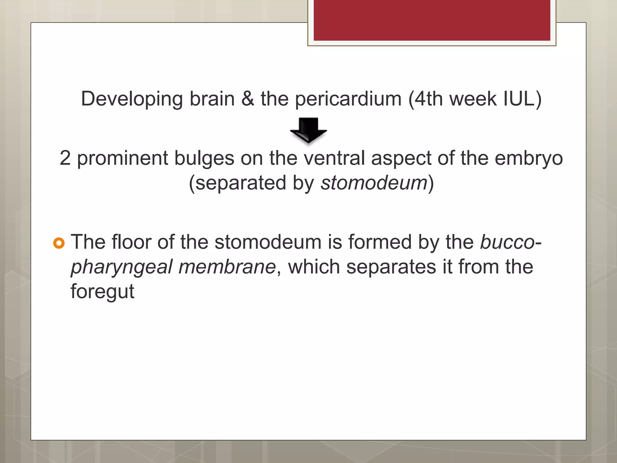 Development of mandible | PPTX