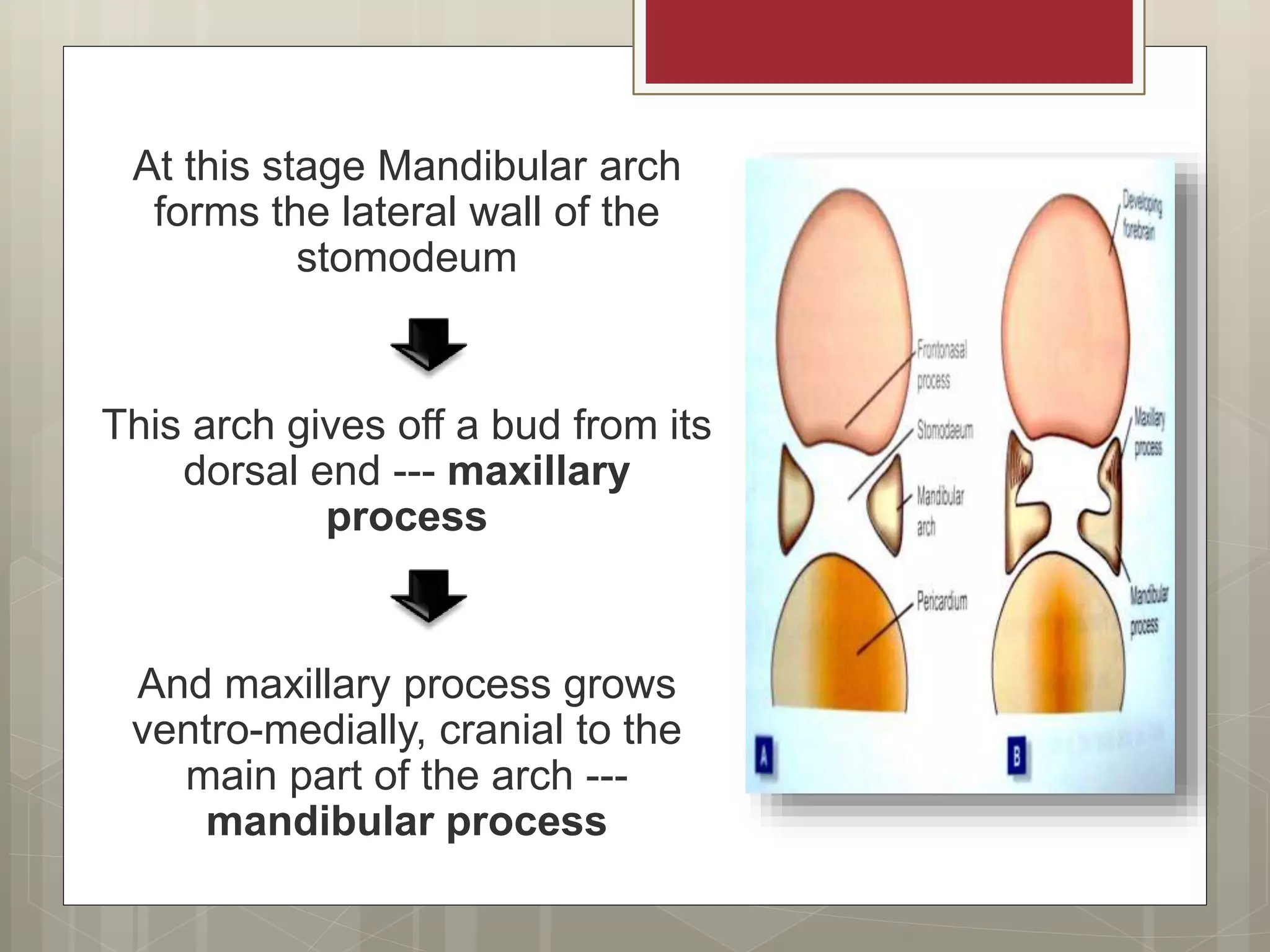 Development of mandible | PPTX