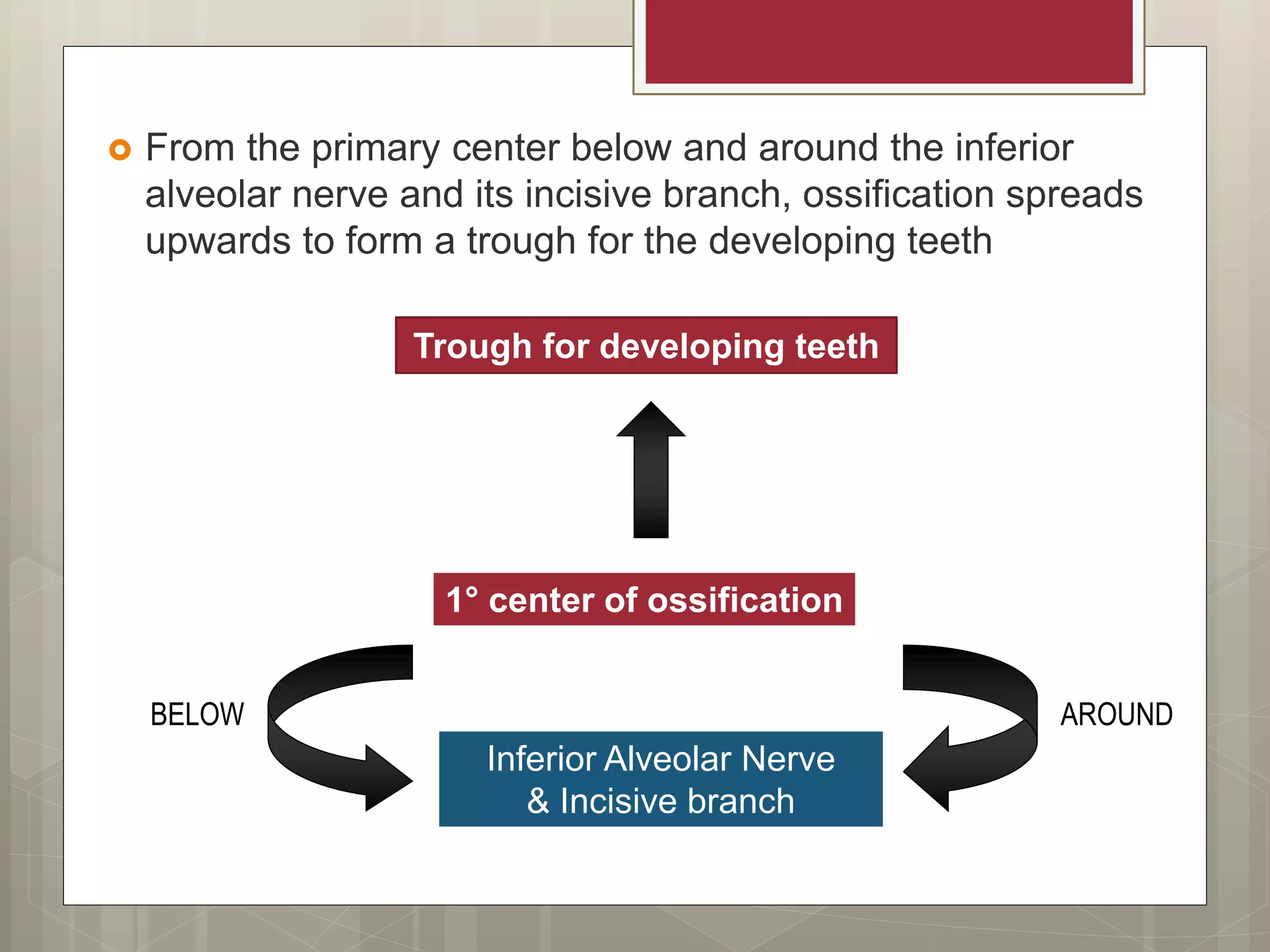 Development of mandible | PPTX