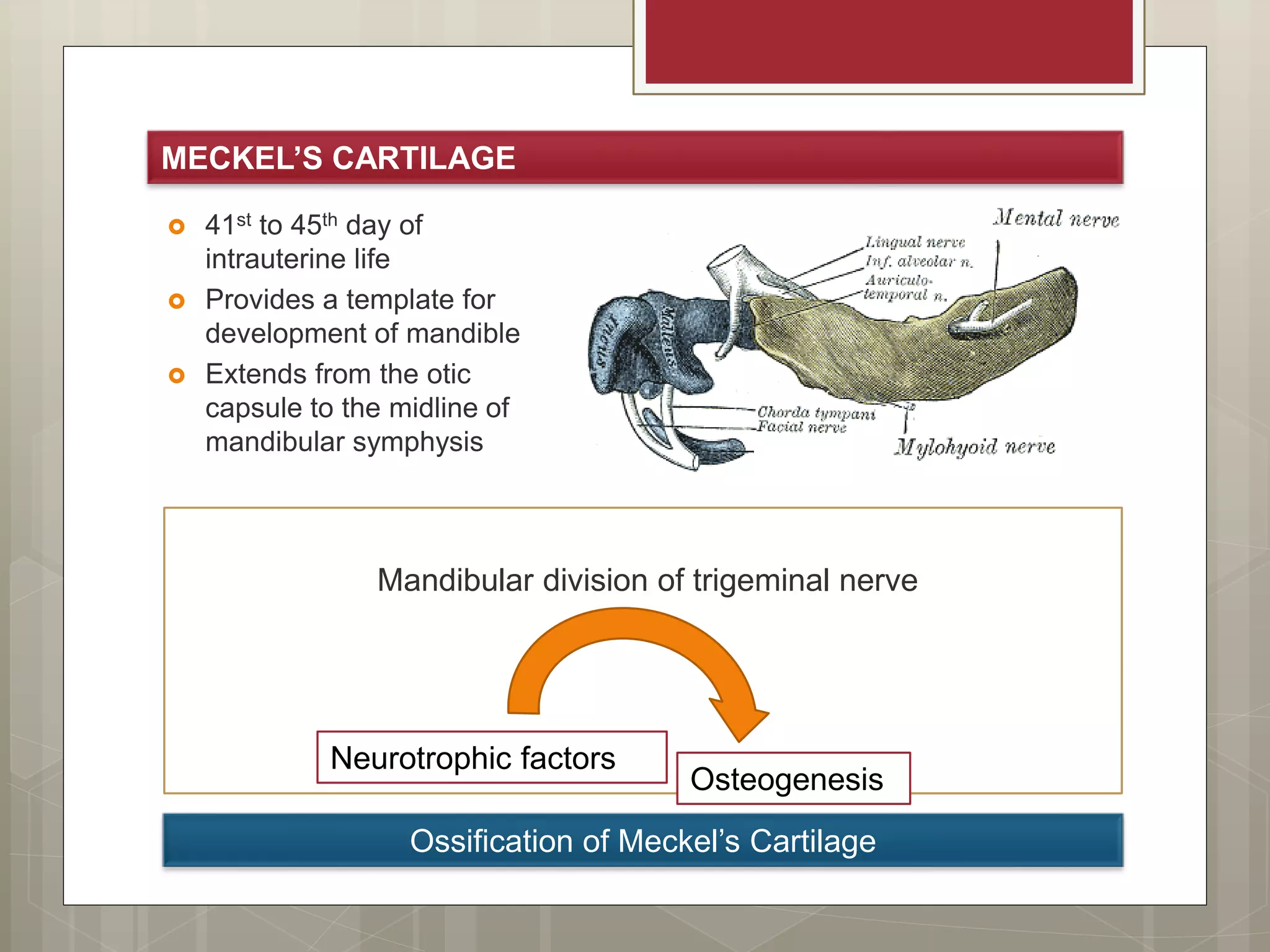 Development of mandible | PPTX