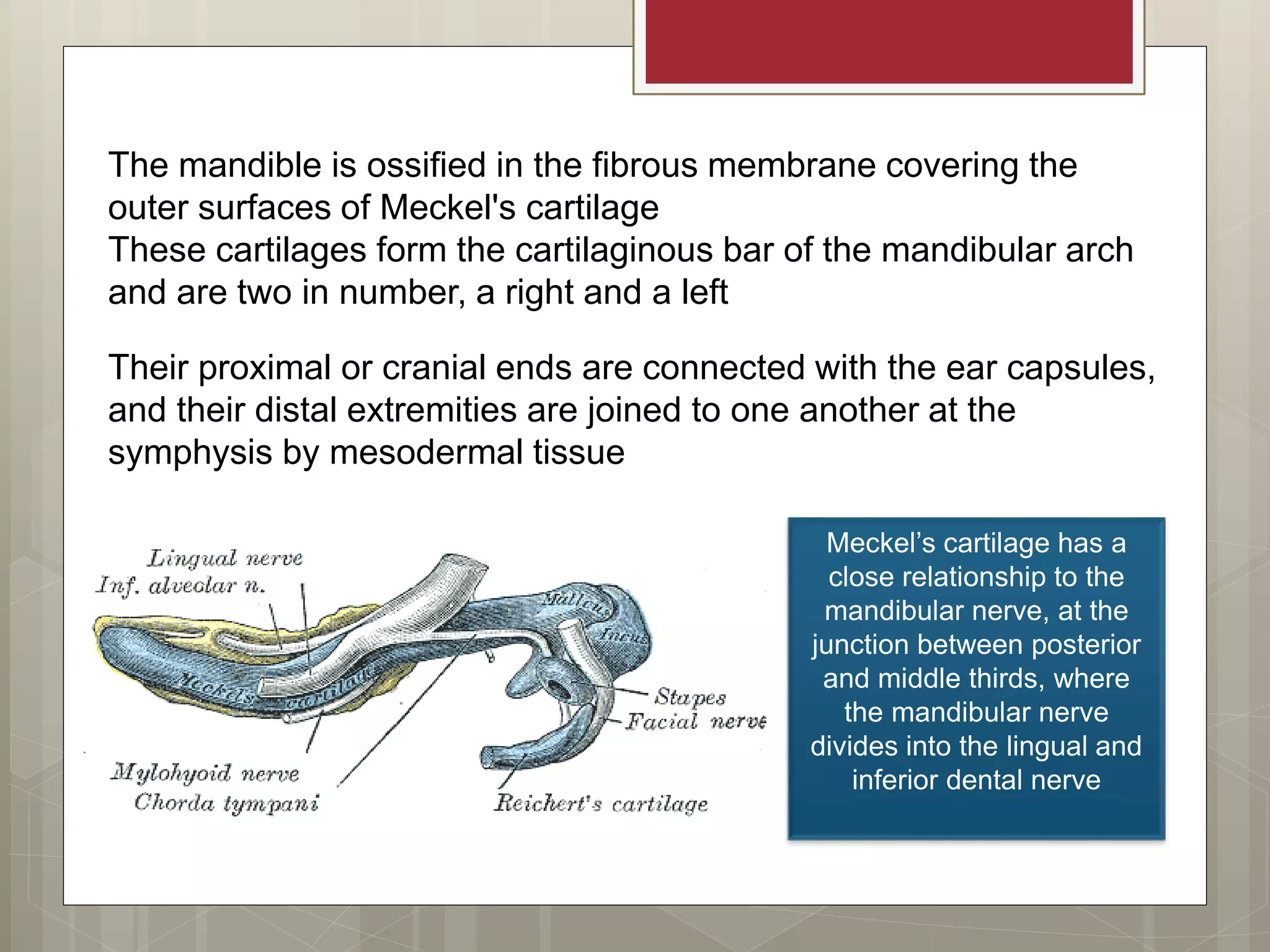 Development of mandible | PPTX