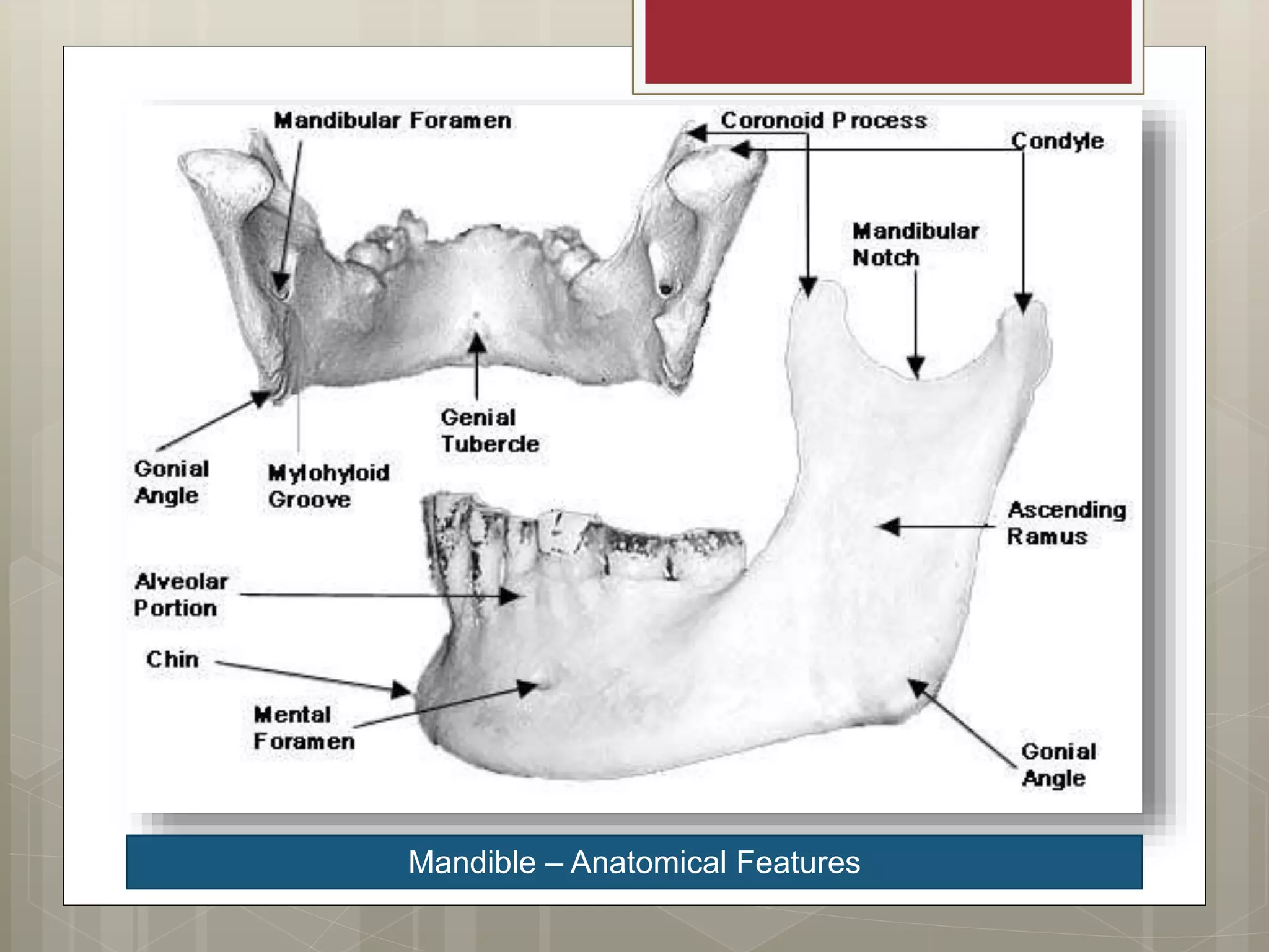 Development of mandible | PPTX