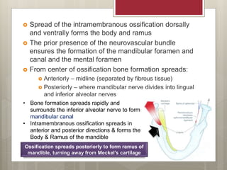 Development of mandible | PPTX