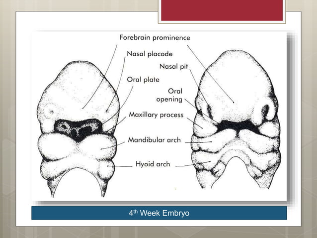 Development of mandible | PPTX | Dental Health | Diseases and Conditions
