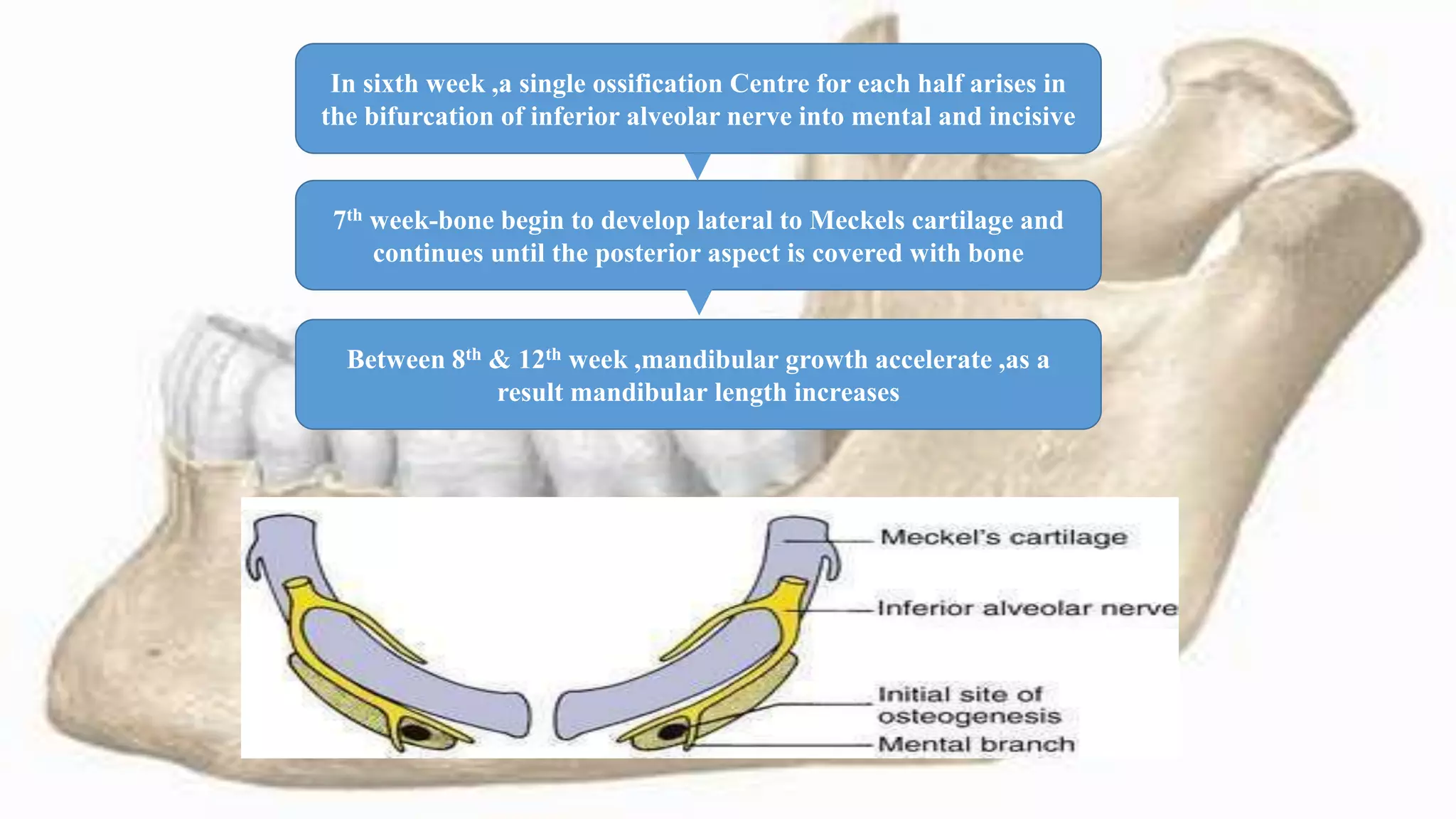 Development of mandible - Dr. Shweta Yadav - Oral and Maxillofacial ...