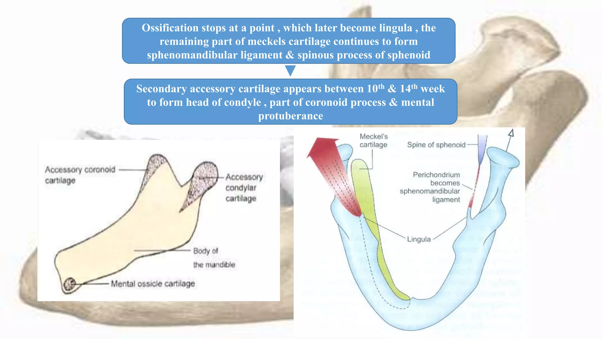 Development of mandible - Dr. Shweta Yadav - Oral and Maxillofacial ...
