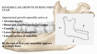 Development of mandible - Dr. Shweta Yadav - Oral and Maxillofacial ...