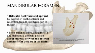 Development of mandible - Dr. Shweta Yadav - Oral and Maxillofacial ...