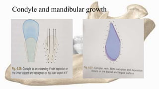 Development of mandible - Dr. Shweta Yadav - Oral and Maxillofacial ...