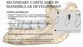 Development of mandible - Dr. Shweta Yadav - Oral and Maxillofacial ...