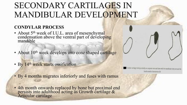 Development of mandible - Dr. Shweta Yadav - Oral and Maxillofacial ...