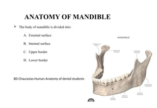 DEVELOPMENT OF MANDIBLE seminar presentation | PPTX