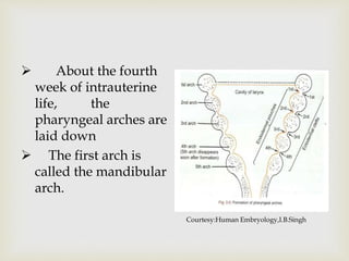 Development of mandible ppt | PPTX