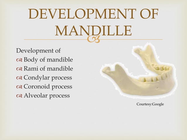 Development of mandible ppt | PPTX | Dental Health | Diseases and ...