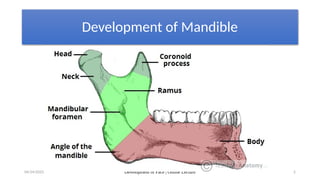 The development of the mandible and the temporomandibular joint | PPTX
