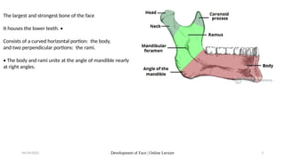 The development of the mandible and the temporomandibular joint | PPTX