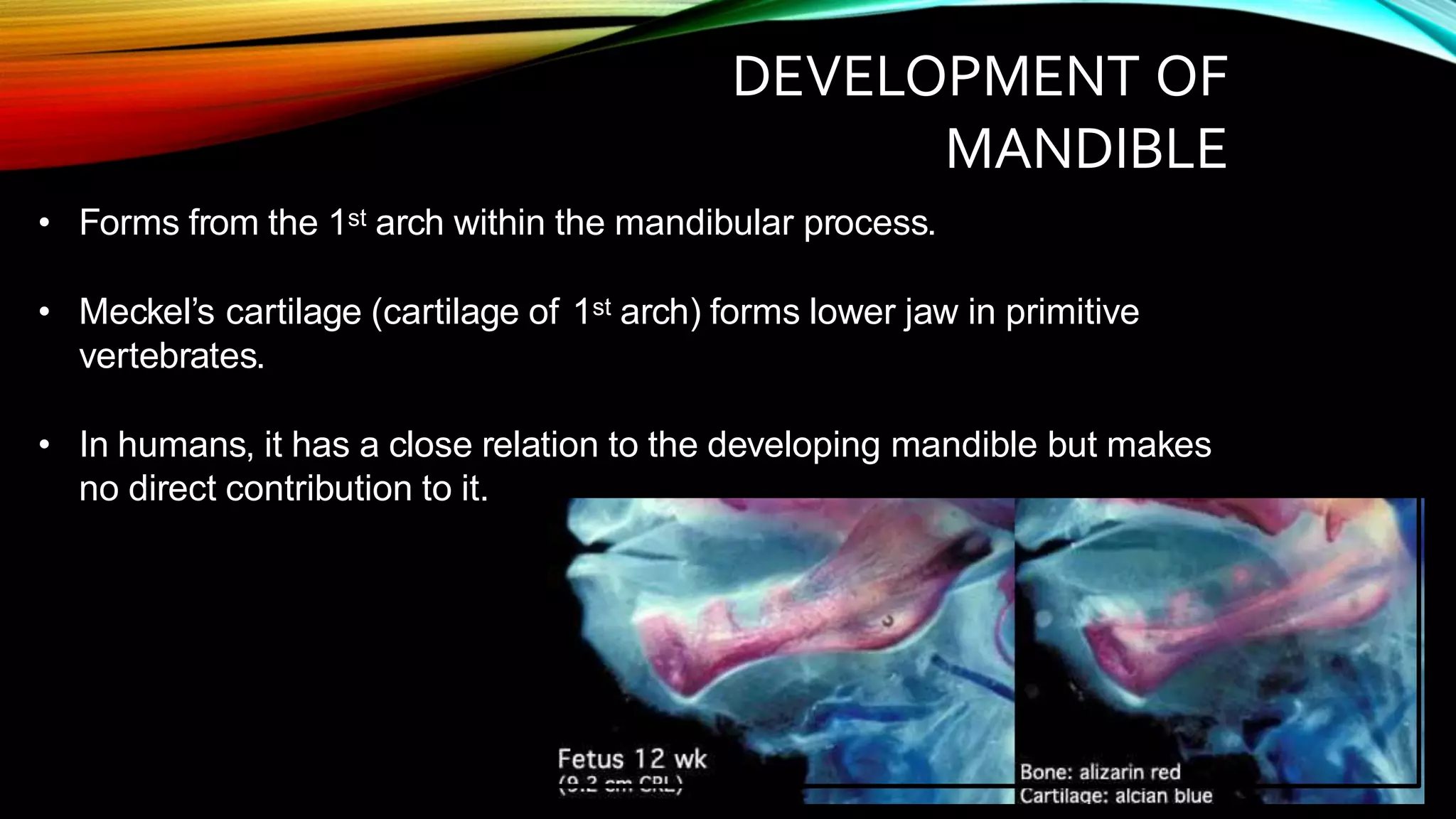 Development of mandible by muaviya | PPTX