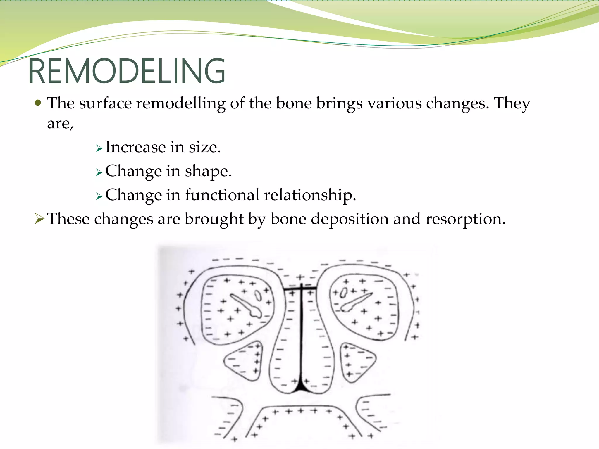 Development of maxilla | PPTX