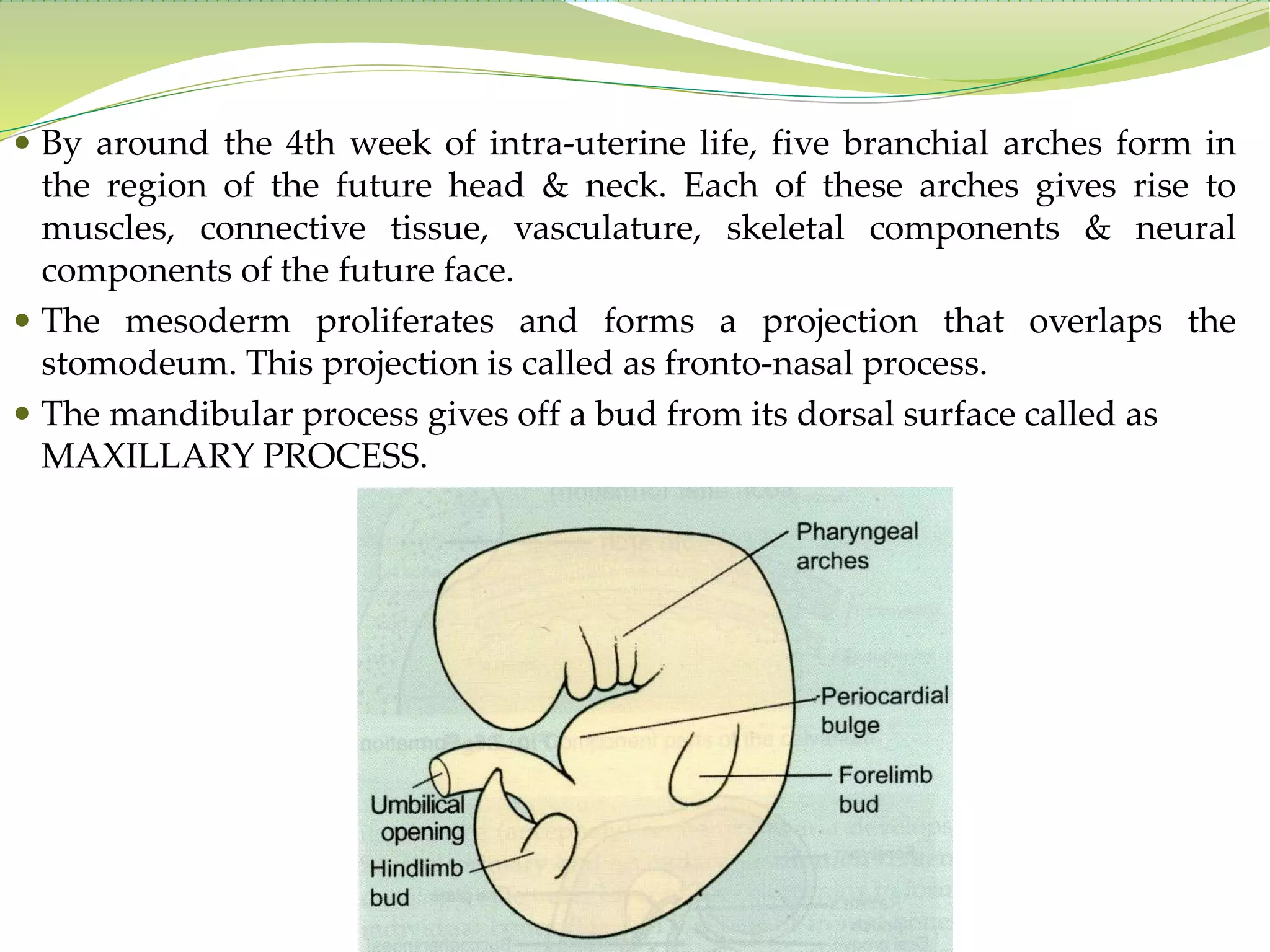Development of maxilla | PPTX