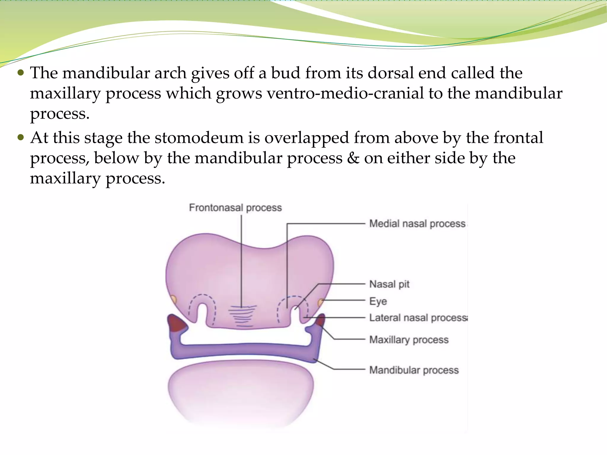 Development of maxilla | PPTX