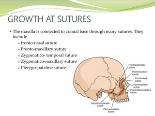 Development of maxilla | PPTX