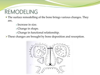 Development of maxilla | PPTX
