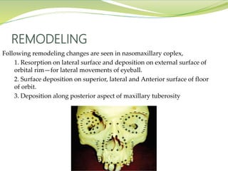Development of maxilla | PPTX