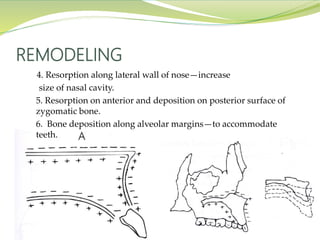 Development of maxilla | PPTX
