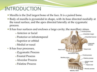 Development of maxilla | PPTX
