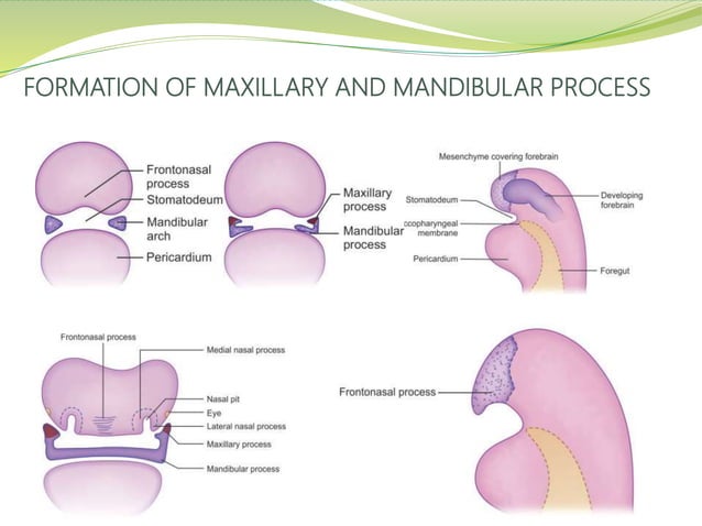 Development of maxilla | PPTX | Pregnancy | Reproductive Health