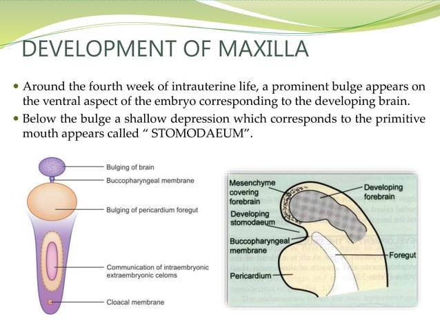 Development of maxilla | PPTX | Pregnancy | Reproductive Health