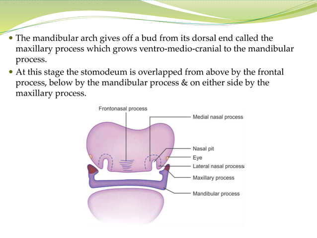 Development of maxilla | PPTX | Pregnancy | Reproductive Health