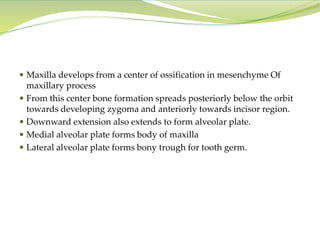 Development of maxilla | PPTX